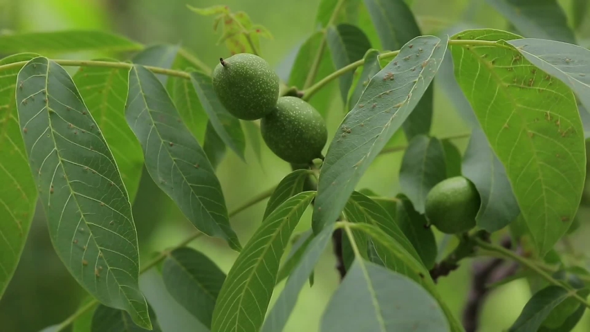 Walnut Brain Stock Video Footage - 4K and HD Video Clips | Shutterstock
