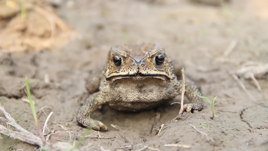 Common Indian Toad Stock Video Footage - 4K and HD Video Clips ...
