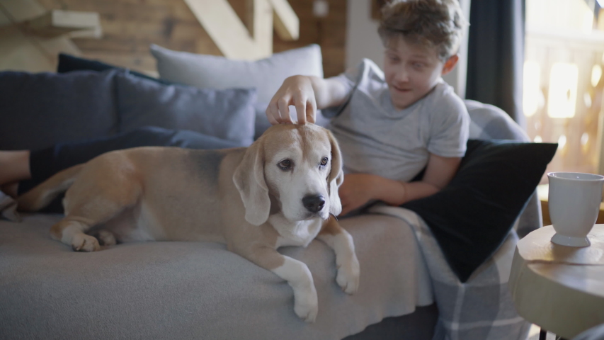 4k Boy Scratching His Beagles Stock Footage Video (100% Royalty-free ...