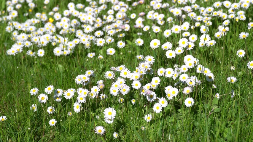 Daisy field image - Free stock photo - Public Domain photo - CC0 Images