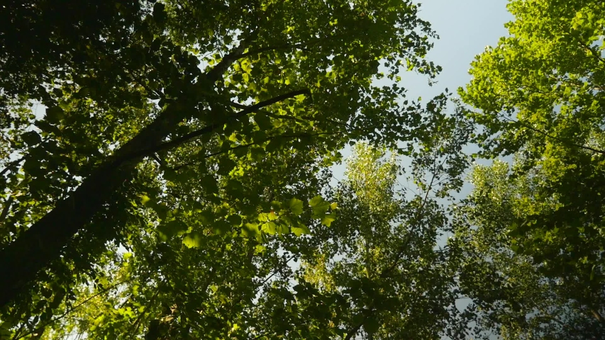 Bark less tree Stock Video Footage - 4K and HD Video Clips | Shutterstock