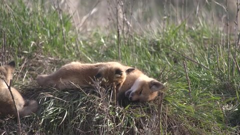 Red Fox Young Pups Family Foxes Stock Footage Video (100% Royalty-free ...