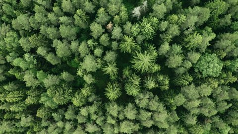 Top Down View Mixed Forest Woodland Stock Footage Video (100% Royalty ...