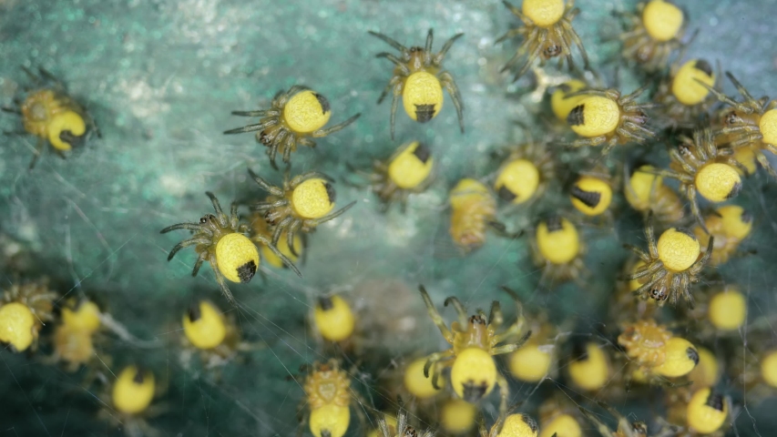 cluster baby spiders european garden spider Stock Footage Video (100% ...