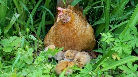 Mother Hen Protecting Chicks Geen Grass Stock Footage Video (100% ...
