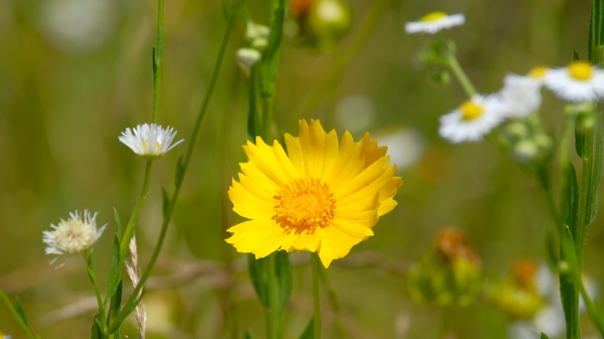 Japanese Invasive Alien Species Stock Video Footage - 4K and HD Video ...