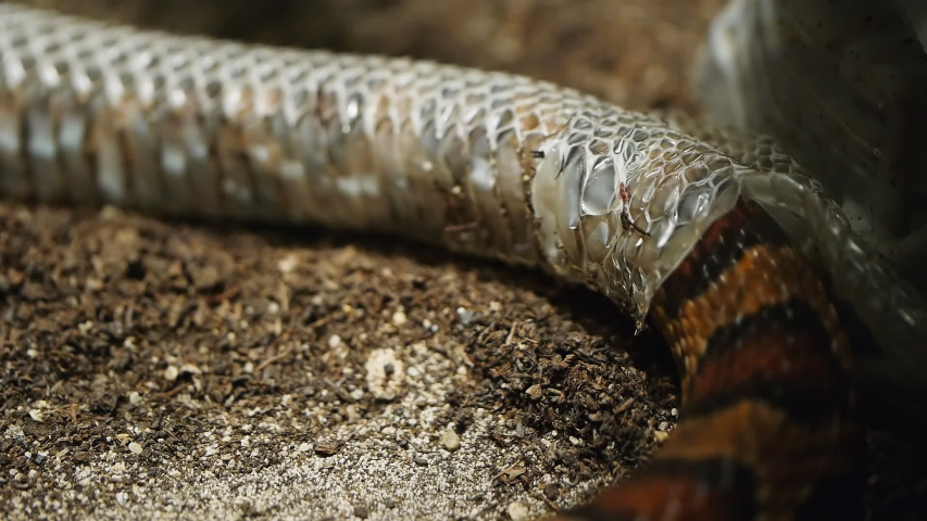 Snake Shed Skin Stock Video Footage - 4K and HD Video Clips | Shutterstock