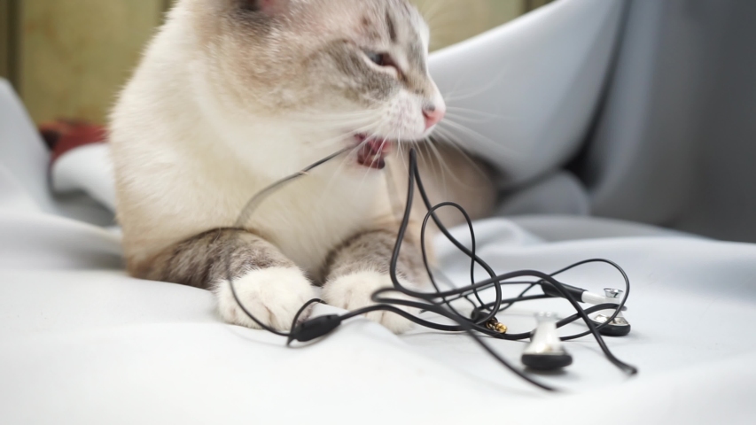 15 Cat bite wire Stock Video Footage - 4K and HD Video Clips | Shutterstock