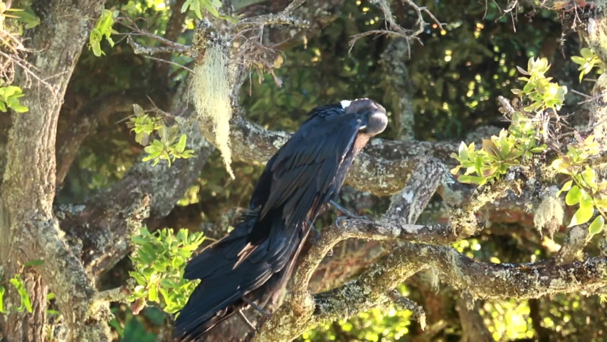 Huge African Crow with a Stock Footage Video (100% Royalty-free ...