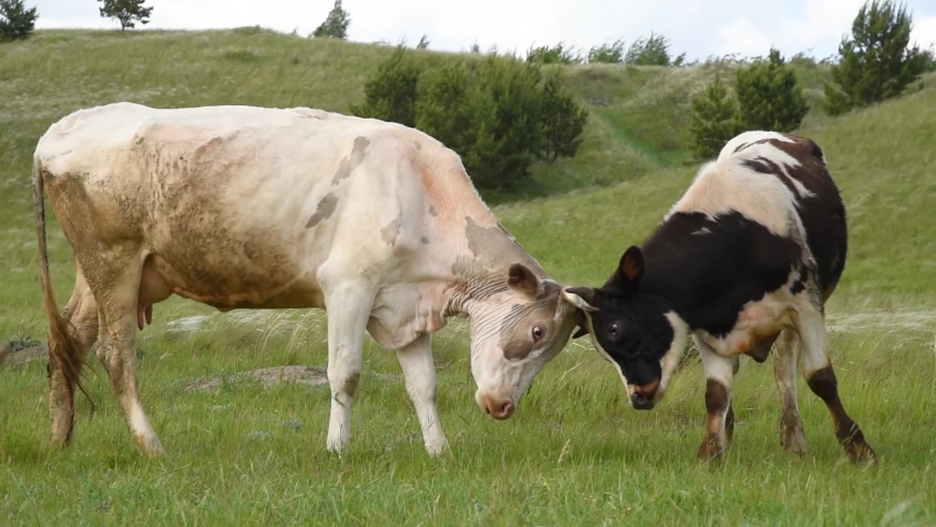 cow bull fighting on field cattle Stock Footage Video (100% Royalty ...