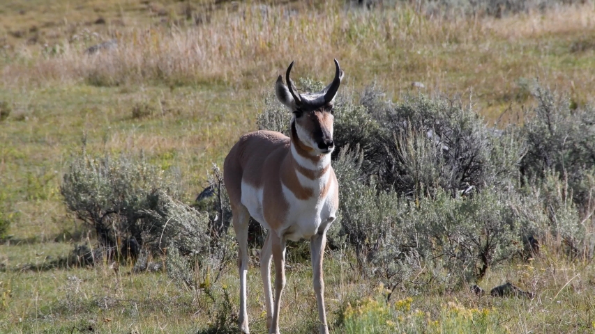 Antelope Standing in the Grass image - Free stock photo - Public Domain ...