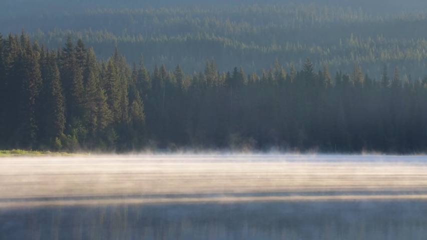 Mist over the forest and trees in Oregon image - Free stock photo ...