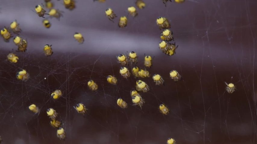 Spiderlings Stock Video Footage - 4K and HD Video Clips | Shutterstock