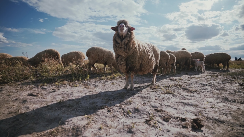 A flock of sheep with wool image - Free stock photo - Public Domain ...