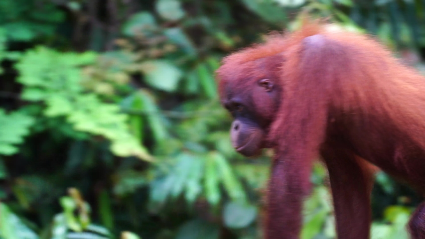 Orangutan image - Free stock photo - Public Domain photo - CC0 Images