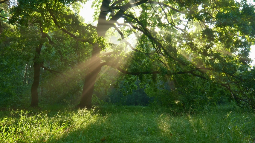 Mysterious Forest with light through trees image - Free stock photo ...