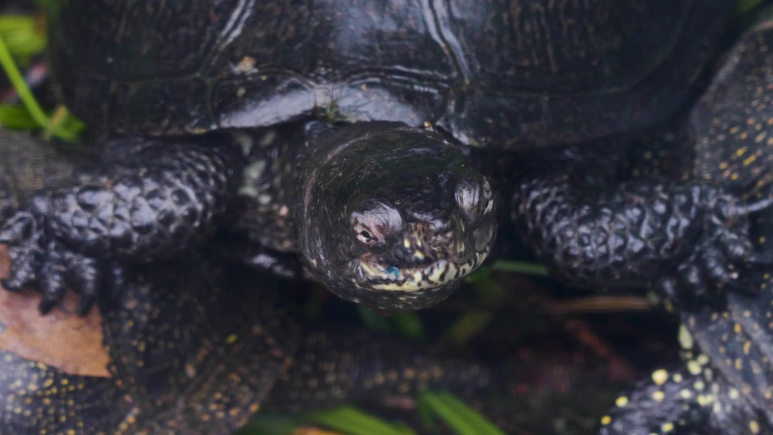 Turtle Foot Stock Video Footage - 4K and HD Video Clips | Shutterstock