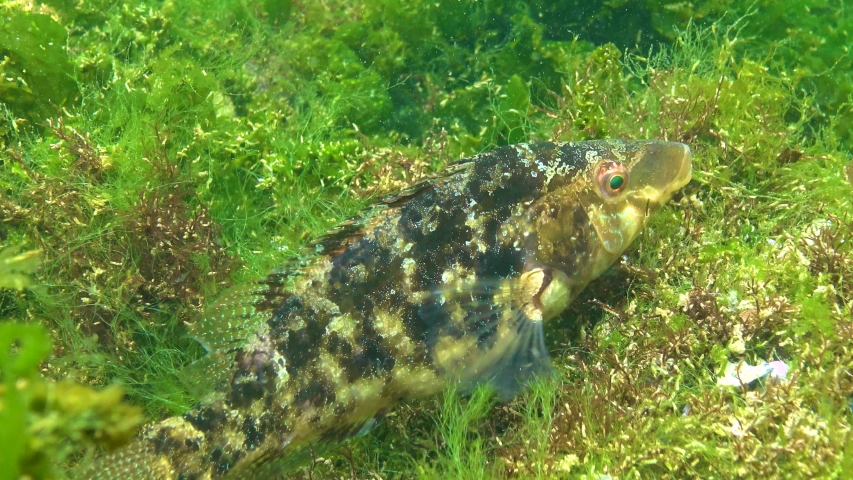 fishes black sea large male fish Stock Footage Video (100% Royalty-free ...