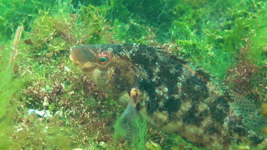 fishes black sea large male fish Stock Footage Video (100% Royalty-free ...