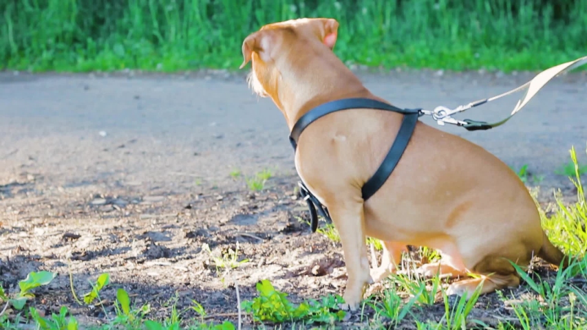 Bully Dogs Stock Video Footage - 4K and HD Video Clips | Shutterstock