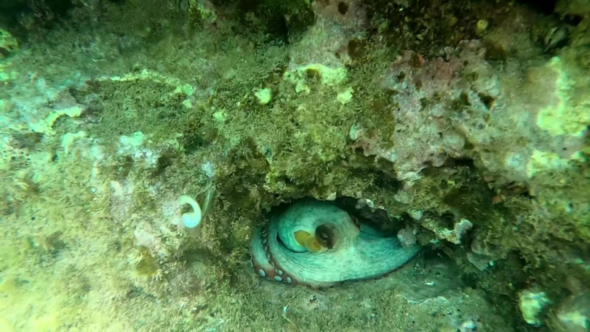 octopus vulgaris simply wild octopuses hiding Stock Footage Video (100% ...