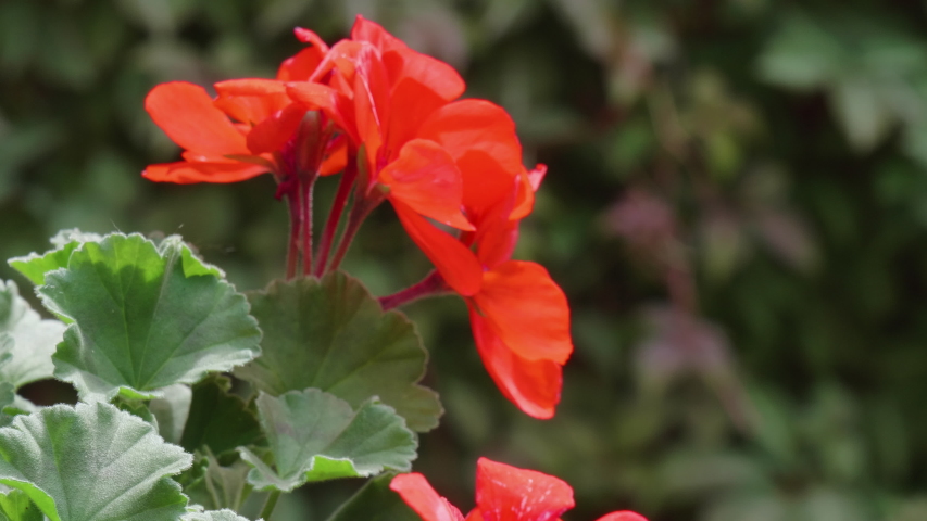 Geranium image - Free stock photo - Public Domain photo - CC0 Images