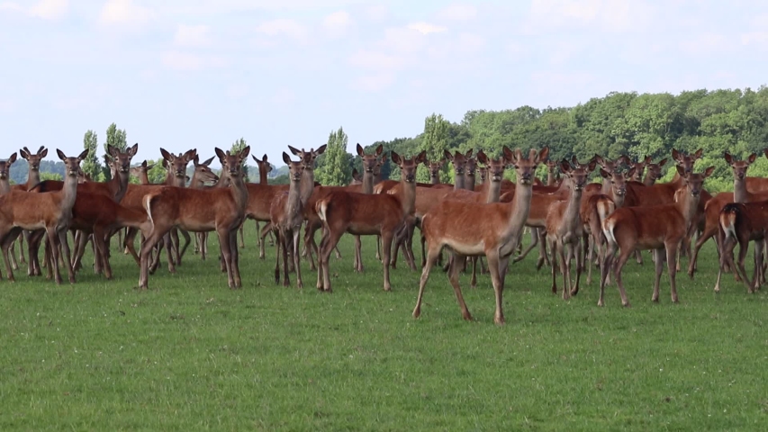 Large herd of Deer image - Free stock photo - Public Domain photo - CC0 ...