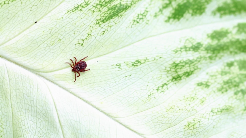 Tick Disease Stock Video Footage - 4K and HD Video Clips | Shutterstock