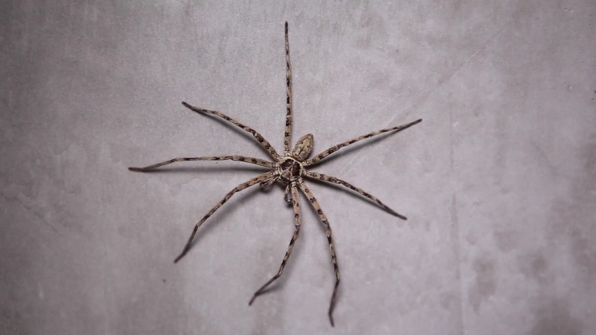 Eight Legged Insect Stock Video Footage - 4K and HD Video Clips ...