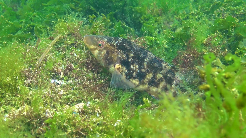 Fishes of the Black Sea. Stock Footage Video (100% Royalty-free ...