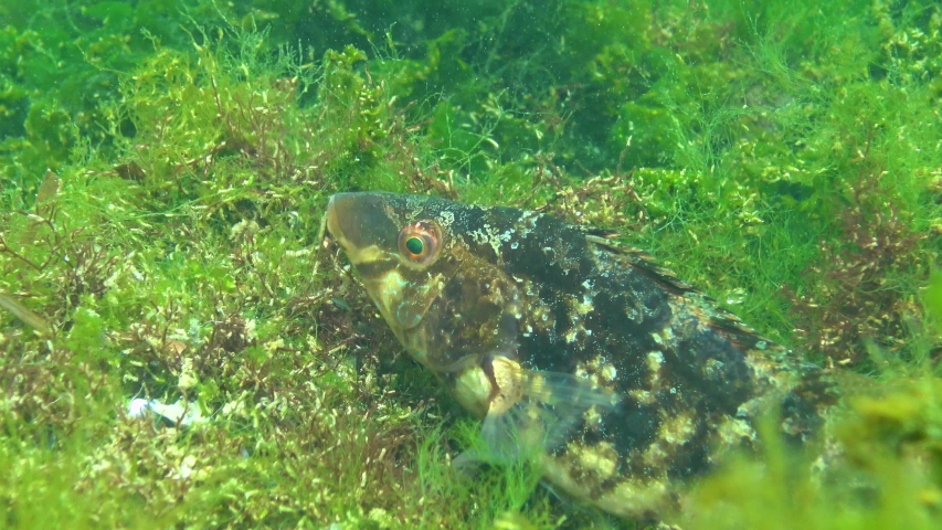 Fishes of the Black Sea. Stock Footage Video (100% Royalty-free ...