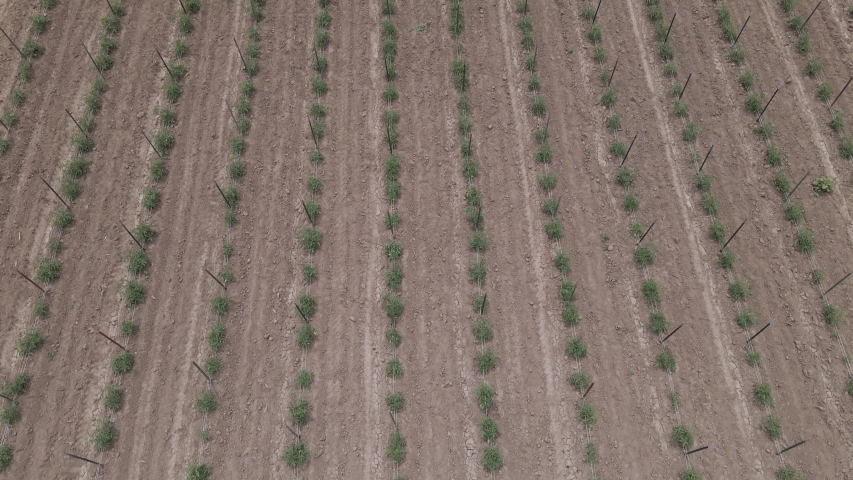 agriculture crop growing straight lines farming Stock Footage Video ...