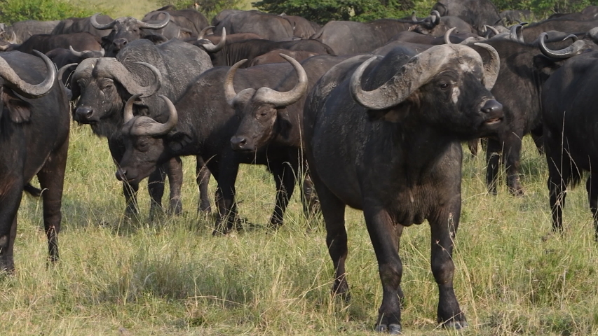 Angry Buffalo Stock Video Footage - 4K and HD Video Clips | Shutterstock