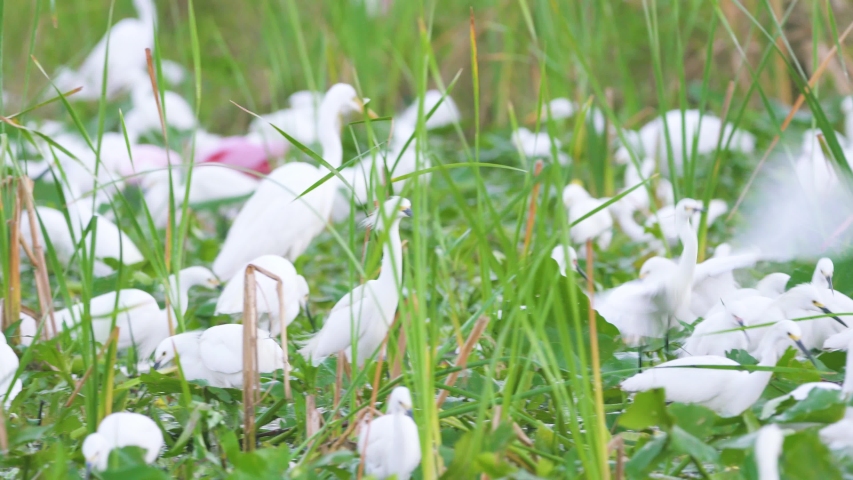 White Birds Congested During Dry Stock Footage Video (100% Royalty-free ...