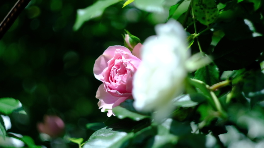buds white curly roses on hot Stock Footage Video (100% Royalty-free ...