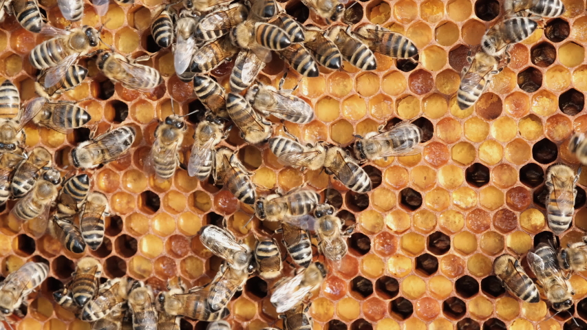 honeycomb colorful perga bee bread bees Stock Footage Video (100% ...