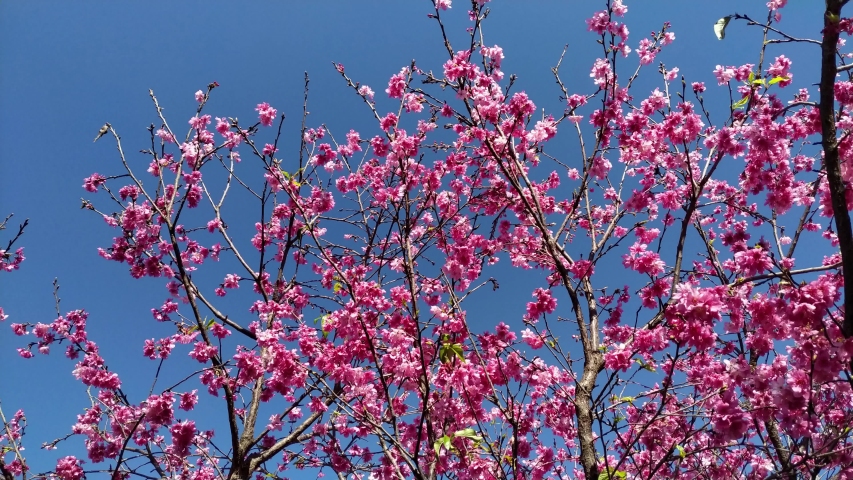 Cherry Tree, Sakura Florida, with Stock Footage Video (100% Royalty ...