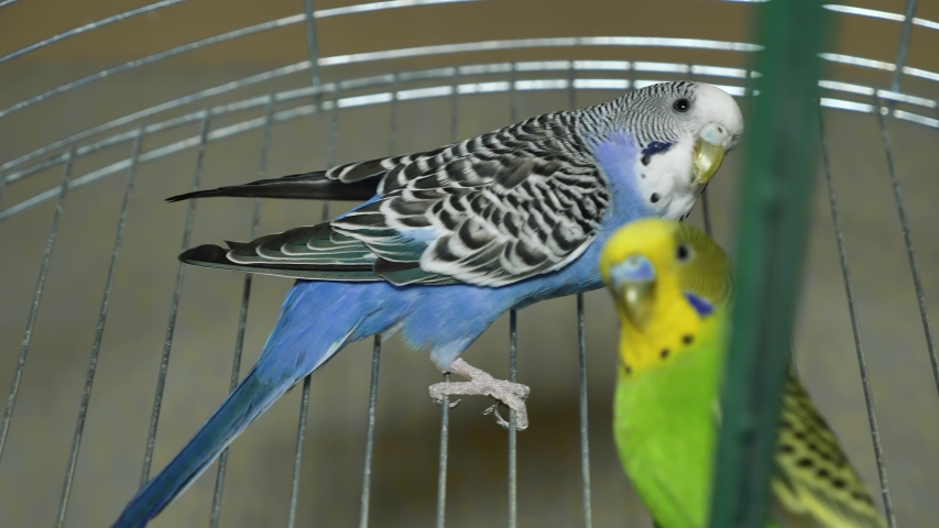 Two Multi-colored Parrots. Blue and Stock Footage Video (100% Royalty ...