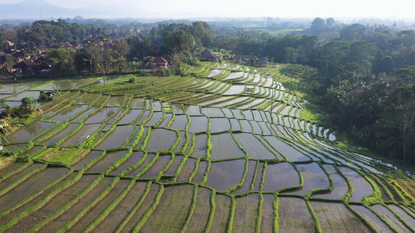 Indonesian Rice Stock Video Footage - 4K and HD Video Clips | Shutterstock