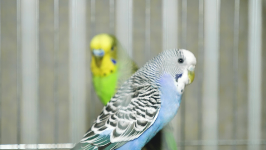 two multi-colored parrots blue green parrot Stock Footage Video (100% ...