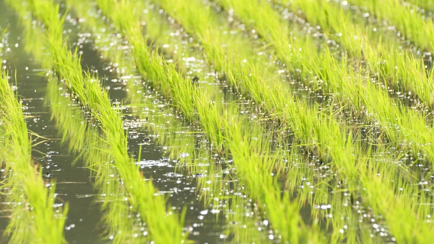 June Green Stock Video Footage - 4K and HD Video Clips | Shutterstock