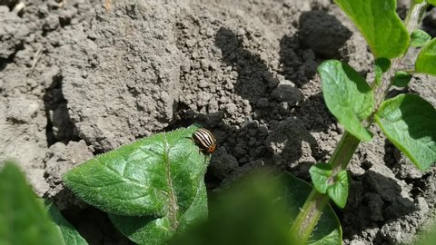 Special Bug On Grass Stock Footage Video (100% Royalty-free) 1054730012 ...