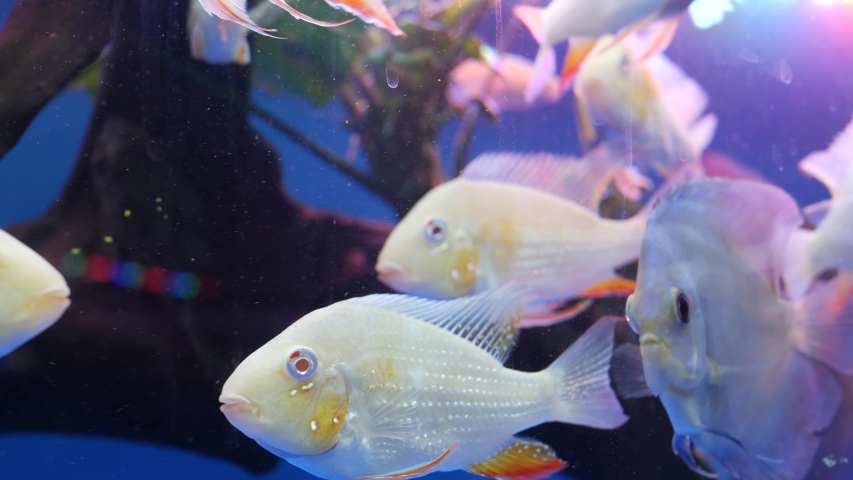 Diversity of Tropical Fishes in Stock Footage Video (100% Royalty-free ...