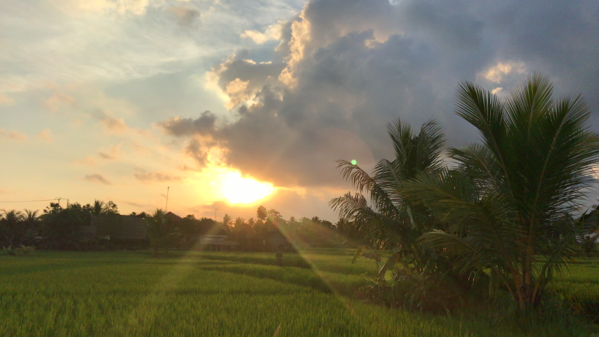 Sun Rice Stock Video Footage - 4K and HD Video Clips | Shutterstock