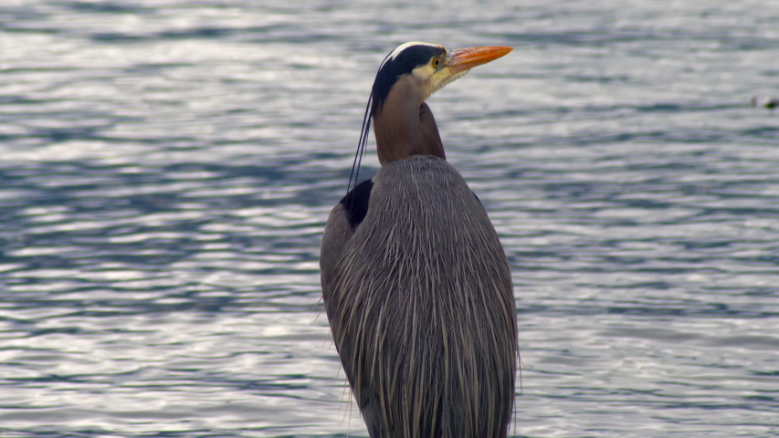 Heron Egret Stock Video Footage - 4K and HD Video Clips | Shutterstock