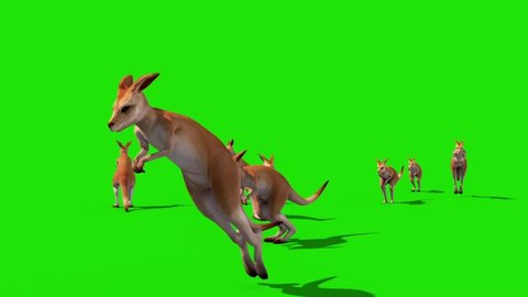 Group Kangaroo Green Screen Side 3d Stock Footage Video (100% Royalty ...