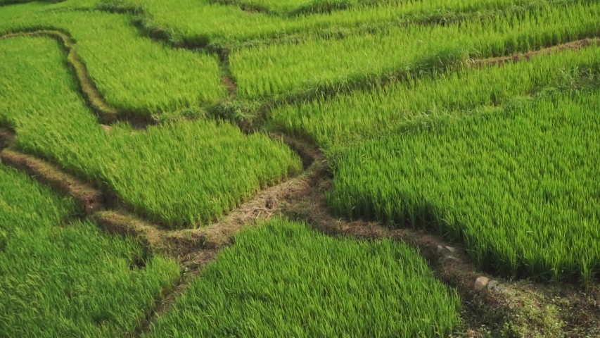 Rice Field Top Stock Video Footage - 4K and HD Video Clips | Shutterstock
