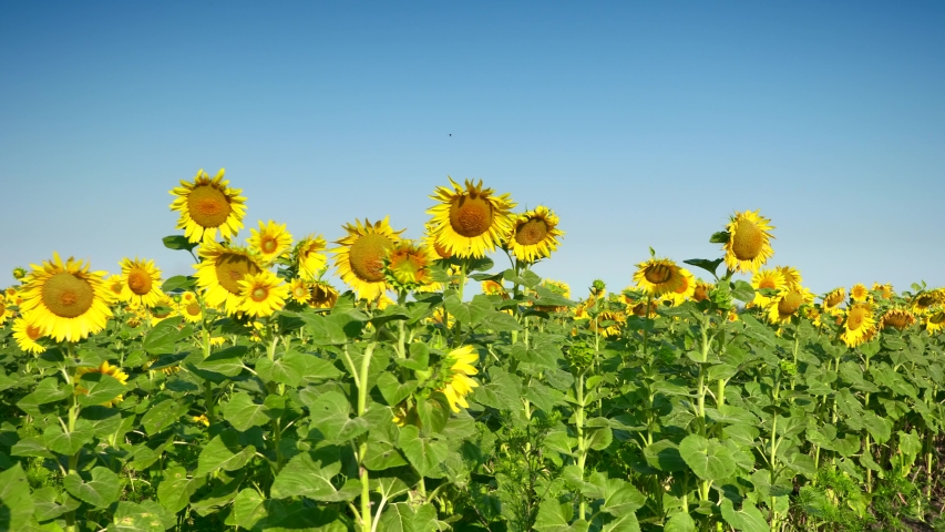 Moving Across Sunflower Field. Inspecting Stock Footage Video (100% ...