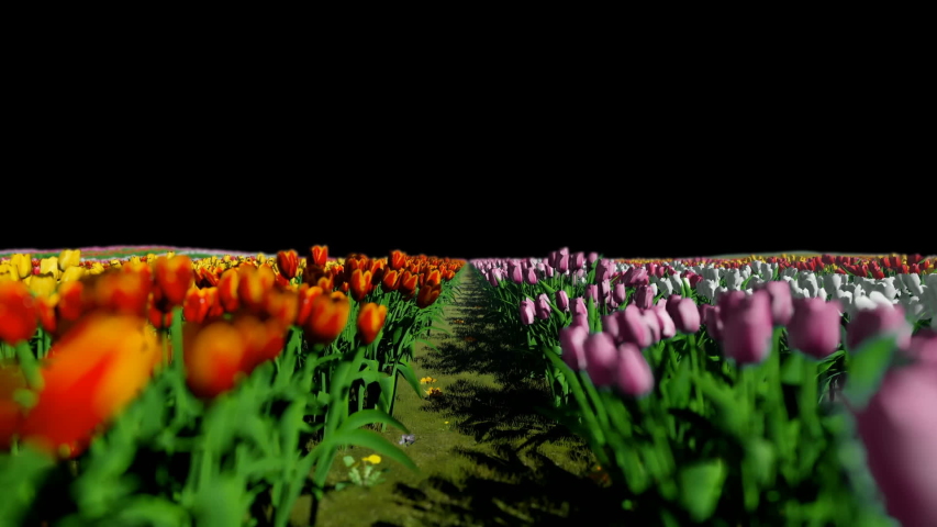 Field of Tulips, Camera Fly Stock Footage Video (100% Royalty-free ...