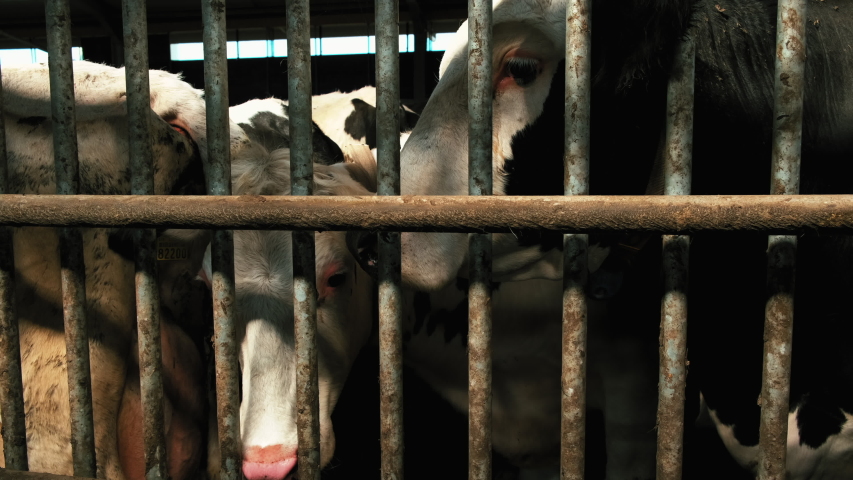 Cu Pan Cows in Pen Stock Footage Video (100% Royalty-free) 1054765199 ...